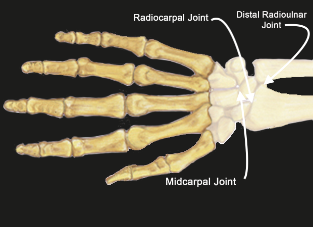 Distal Radioulnar Joint Anatomy | Anatomic Structures at Risk